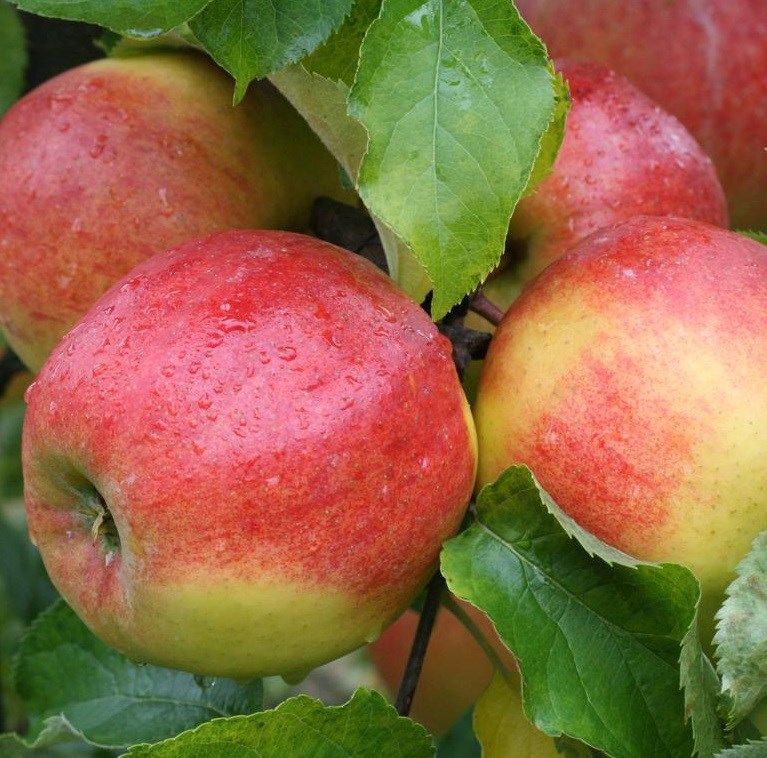 patiofruit appel 'jonagold' - Tuincentrum Pelckmans
