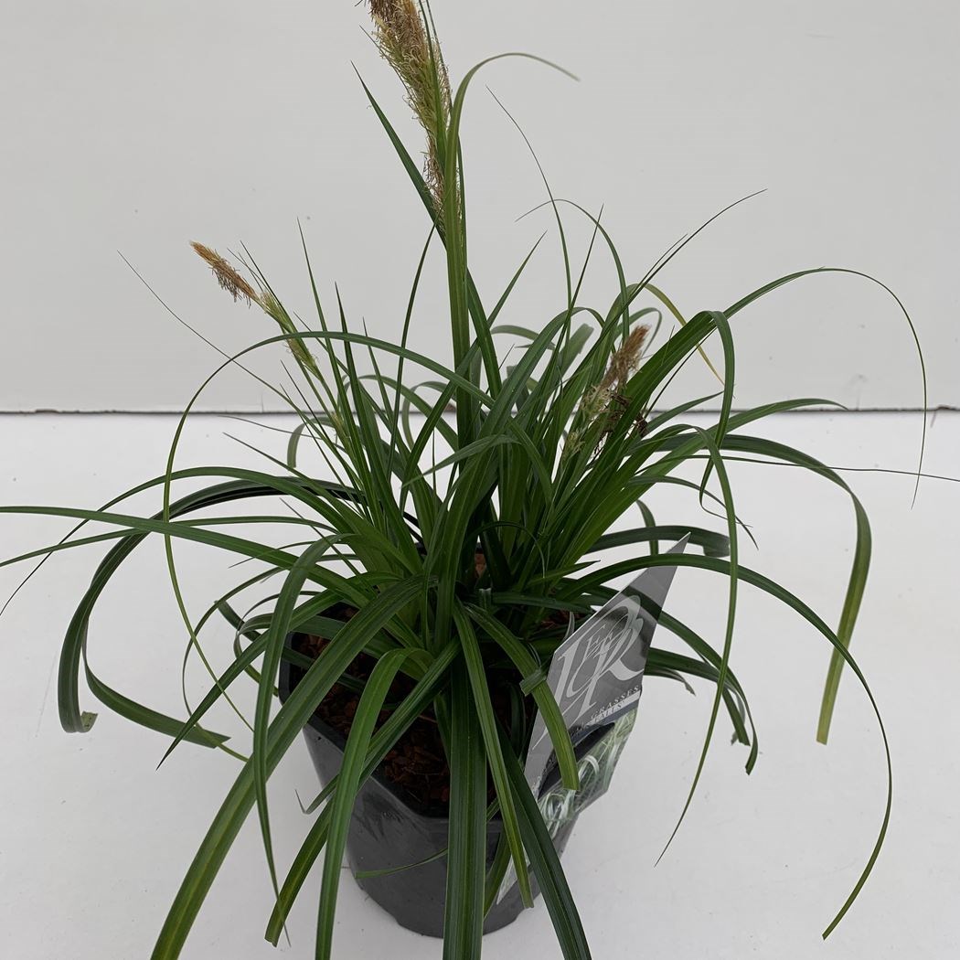 carex 'ribbon falls'® - Tuincentrum Pelckmans