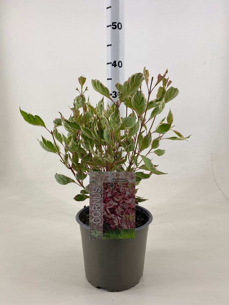 cornus alba 'miracle'® - Tuincentrum Pelckmans