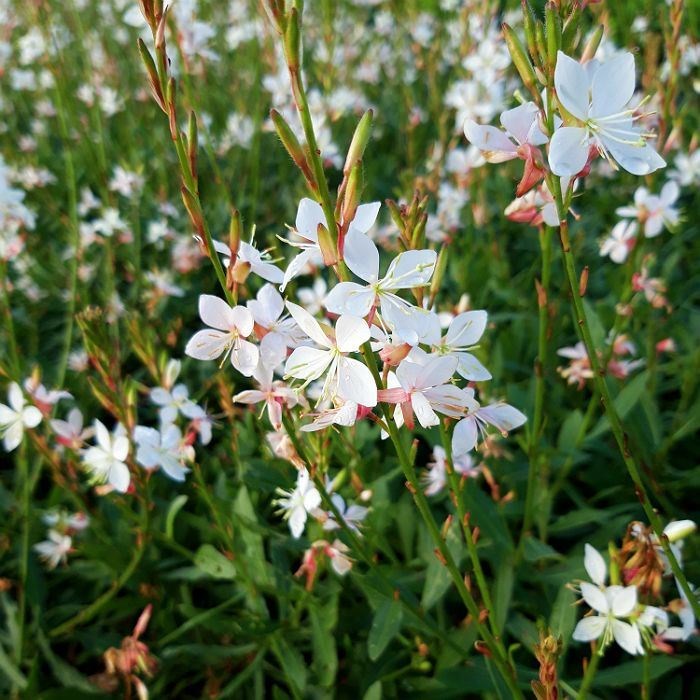 gaura lindheimeri 'gambit white'® - Tuincentrum Pelckmans