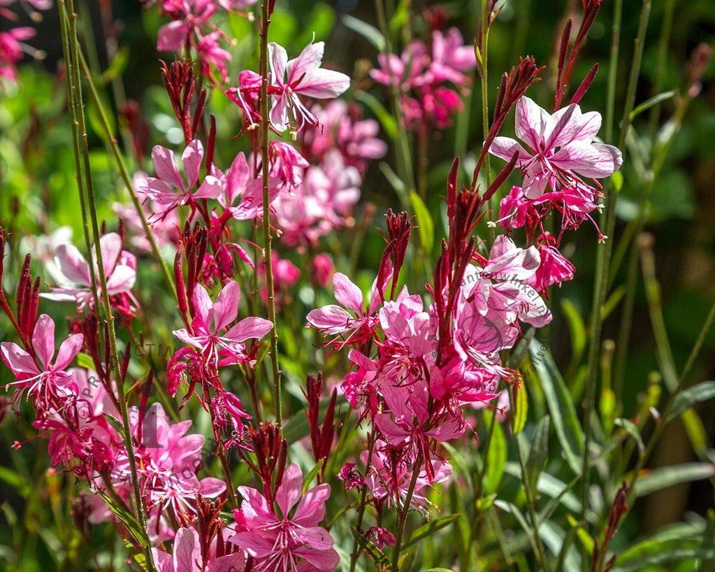 gaura lindheimeri 'siskiyou pink' - Tuincentrum Pelckmans