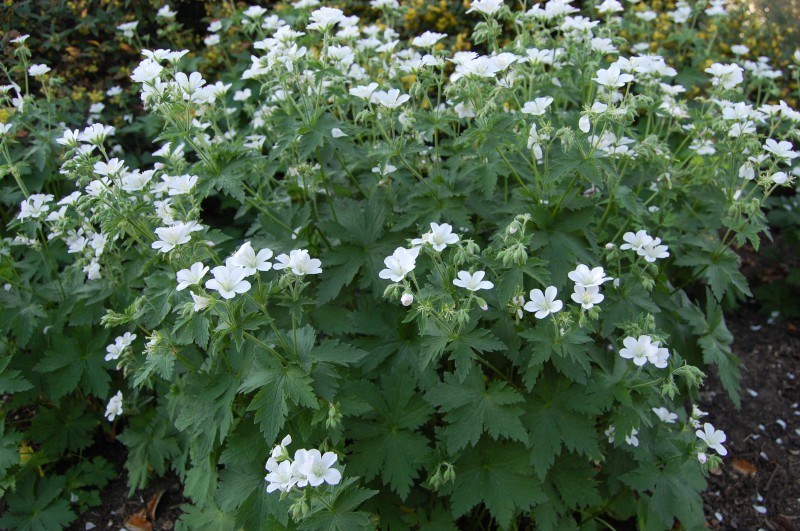 geranium phaeum 'album' - Tuincentrum Pelckmans