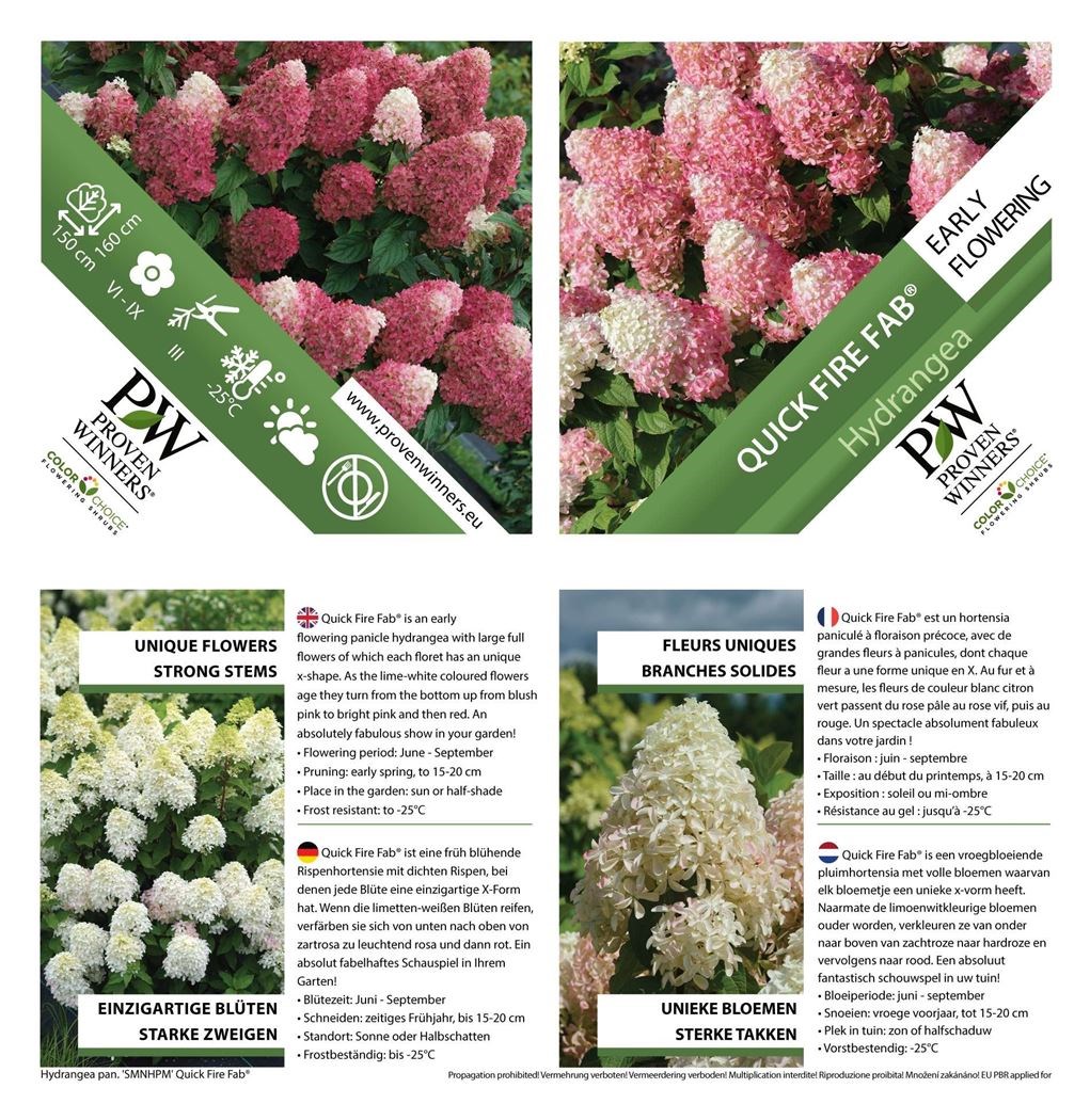 hydrangea paniculata 'quick fire fab'® - Tuincentrum Pelckmans