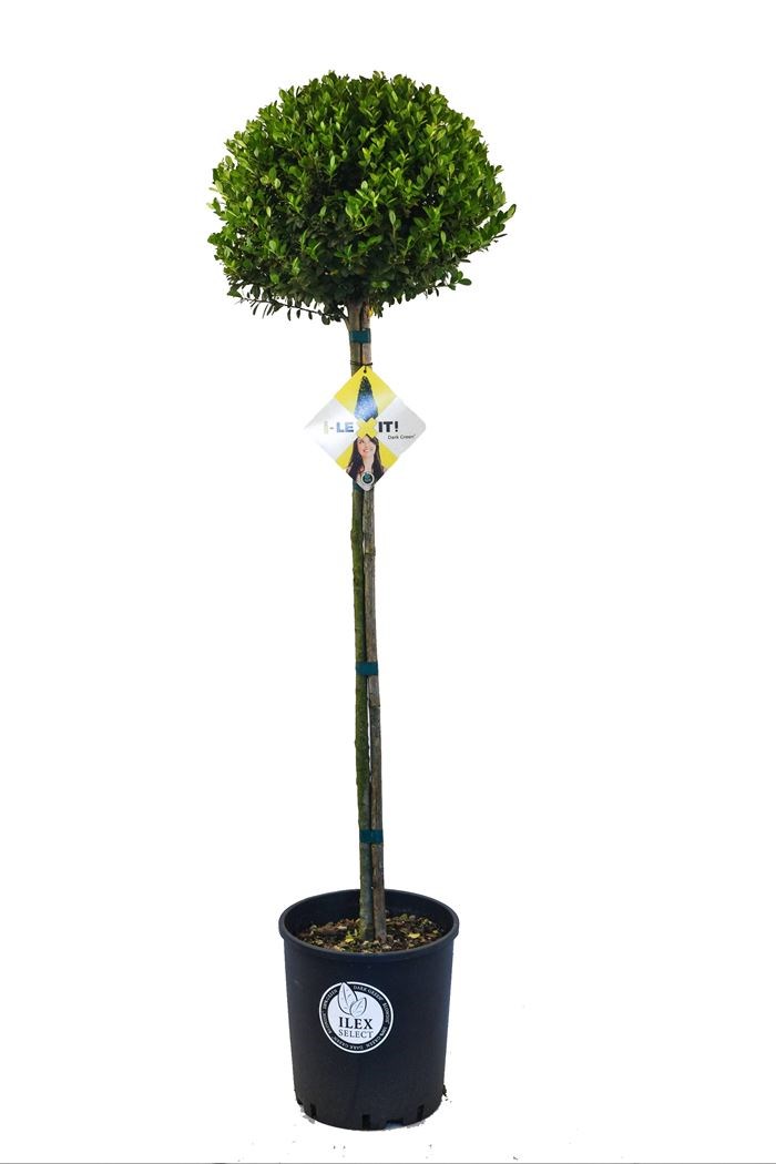 ilex crenata 'dark green'® bol op stam - Tuincentrum Pelckmans