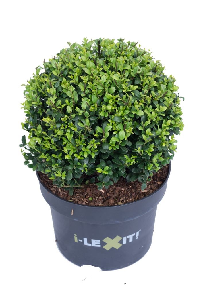 ilex crenata 'dark green'® bolvorm - Tuincentrum Pelckmans