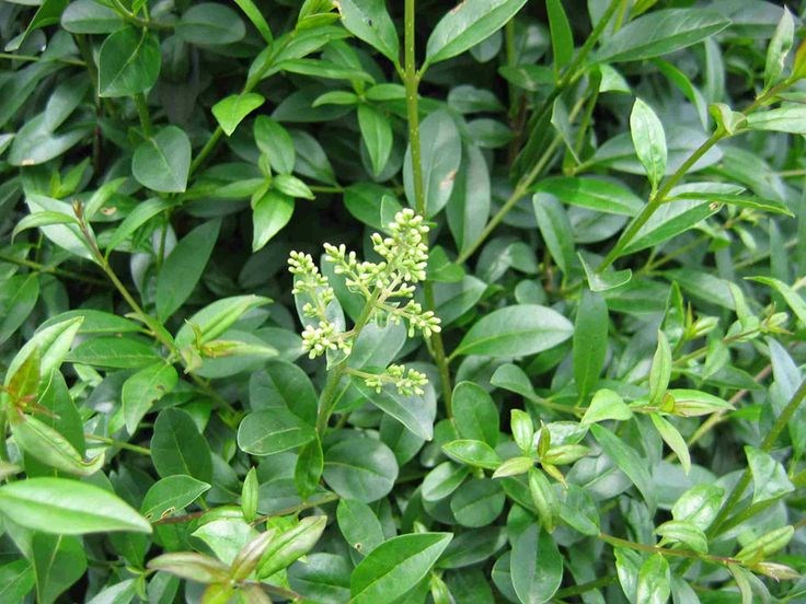 ligustrum vulgare 'atrovirens' - Tuincentrum Pelckmans