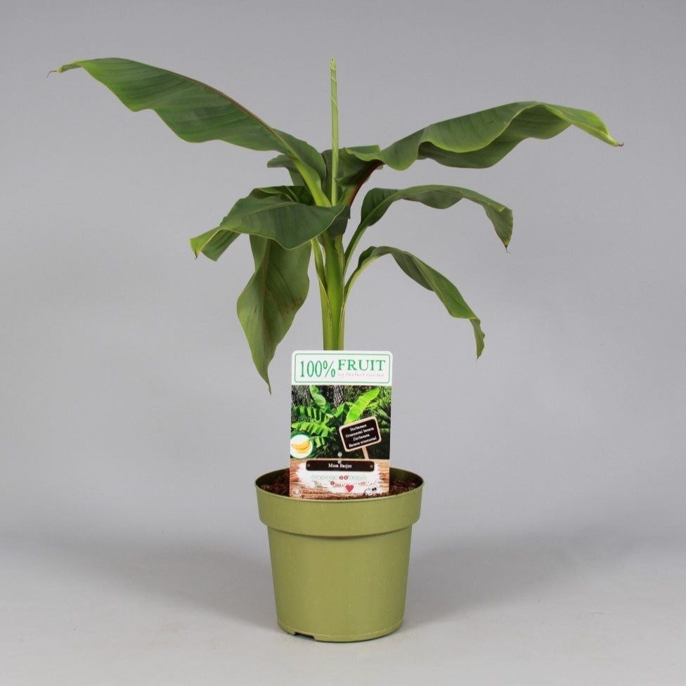 musa basjoo wintervast - Tuincentrum Pelckmans