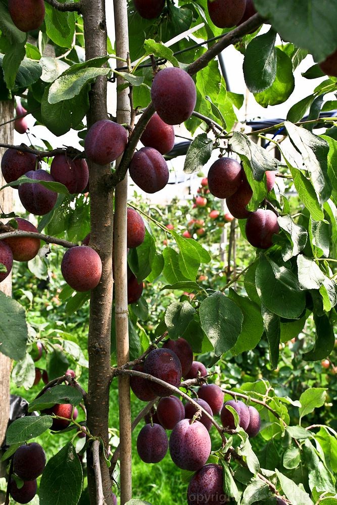 fruitboom pruim jubileum - Tuincentrum Pelckmans