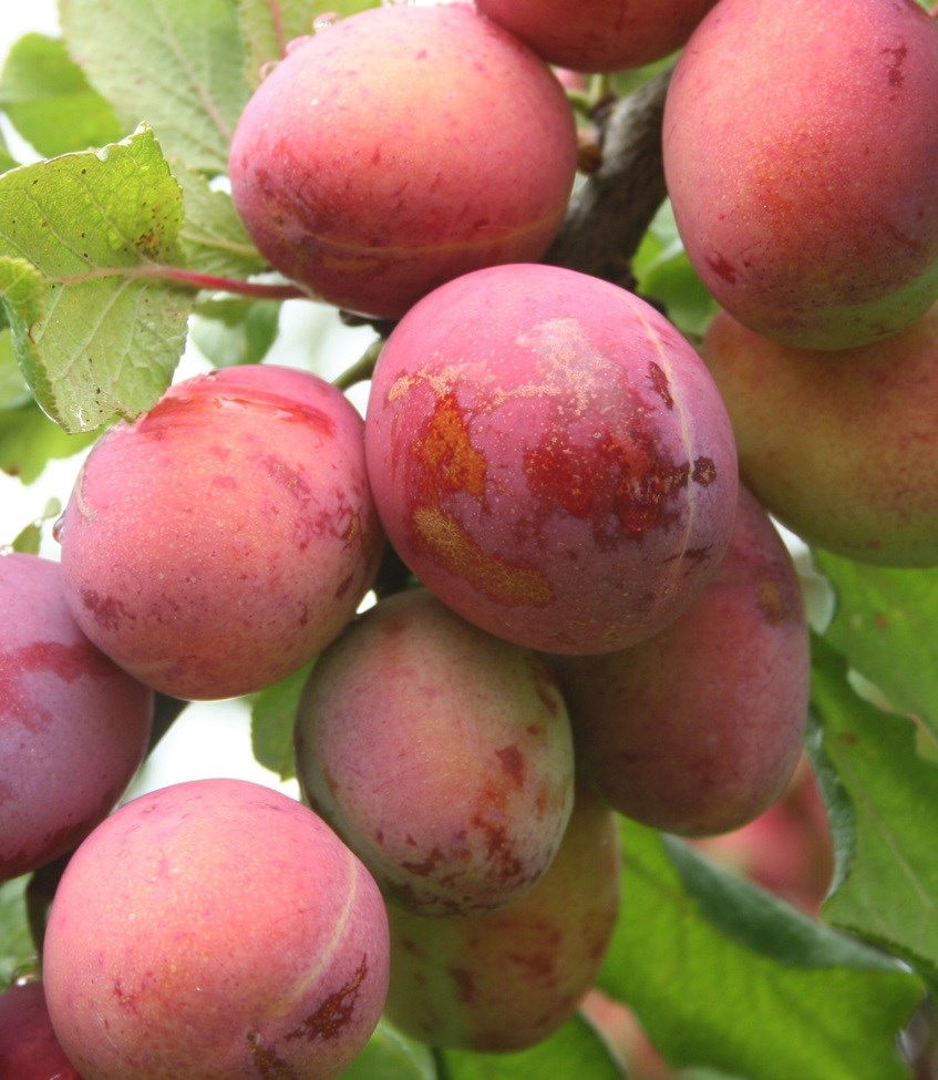 patiofruit pruim 'opal' - Tuincentrum Pelckmans