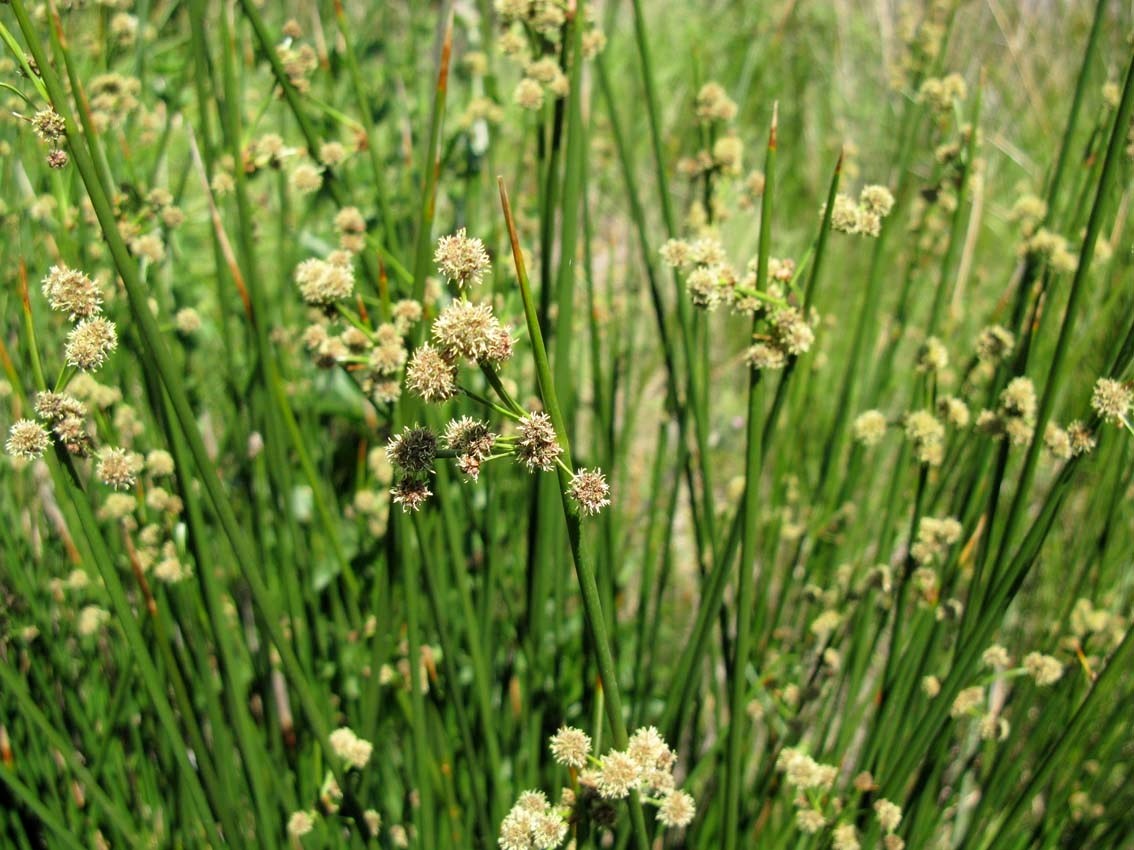 scirpoides holoschoenus - Tuincentrum Pelckmans