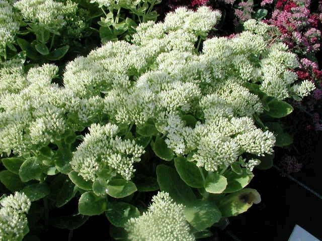 sedum spectabile 'iceberg' - Tuincentrum Pelckmans