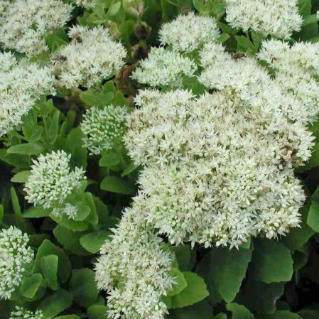 sedum spectabile 'iceberg' - Tuincentrum Pelckmans