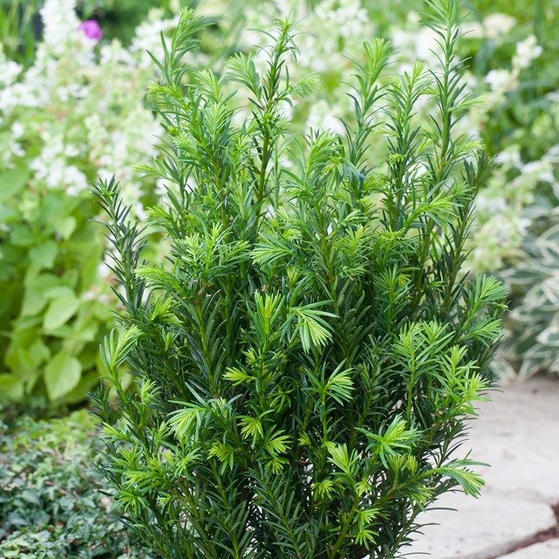 taxus media 'groenland' - Tuincentrum Pelckmans