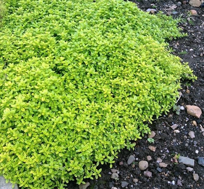 thymus citriodorus 'aureus' - Tuincentrum Pelckmans
