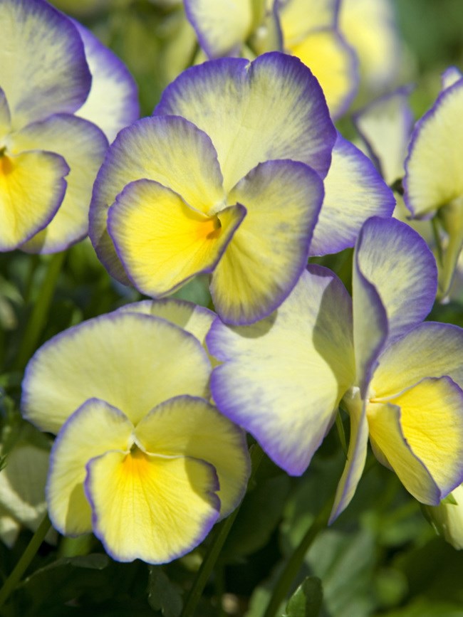 viola cornuta 'etain' - Tuincentrum Pelckmans