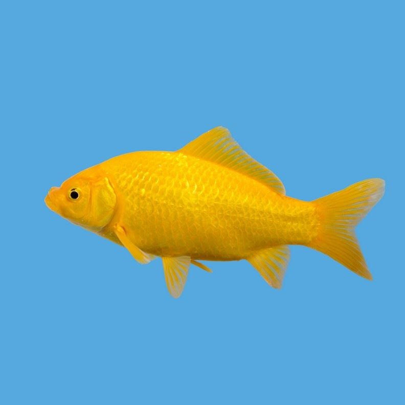 yellow comet - Tuincentrum Pelckmans