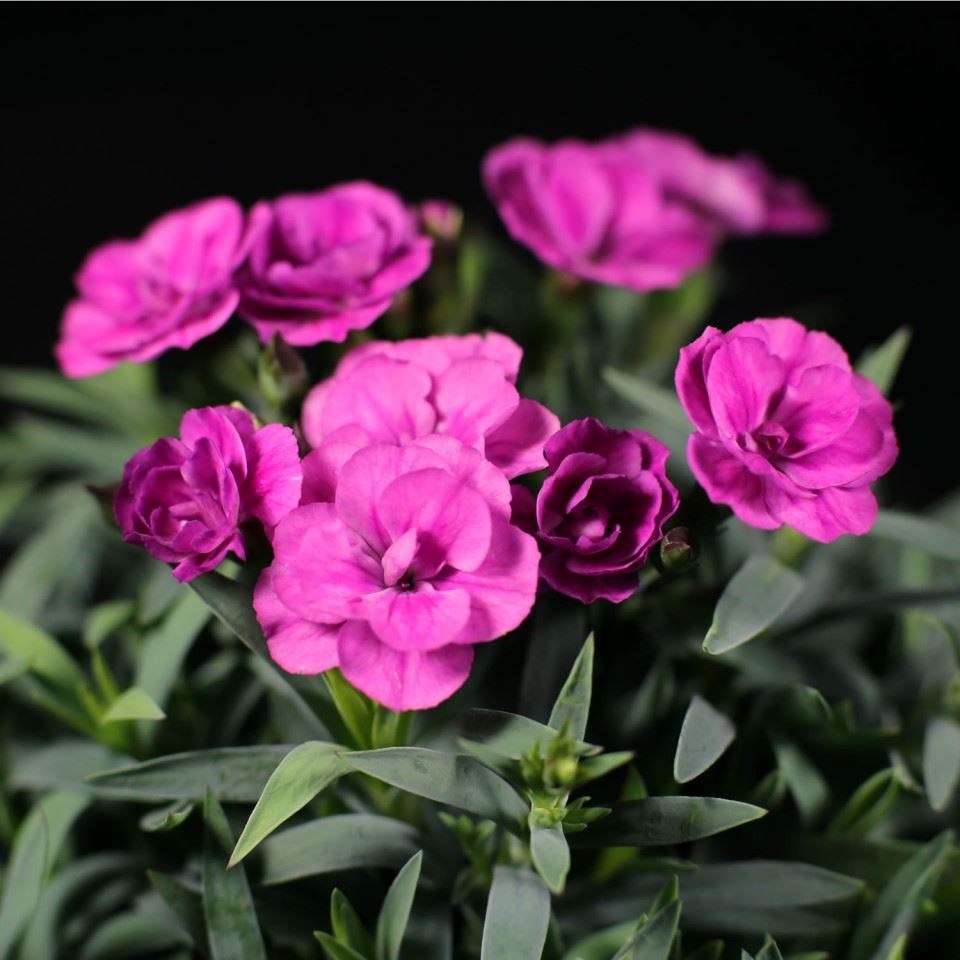 dianthus 'peman' - Tuincentrum Pelckmans