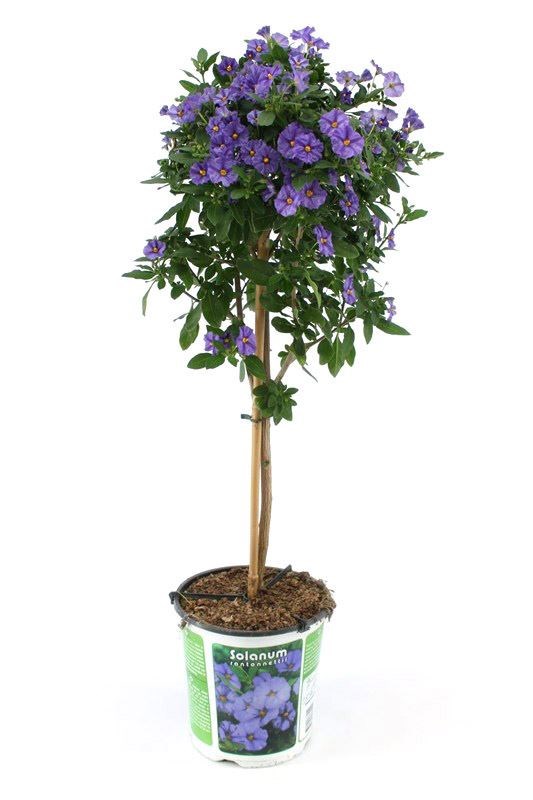 solanum rantonnetti 'blue fountain' op stam - Tuincentrum Pelckmans