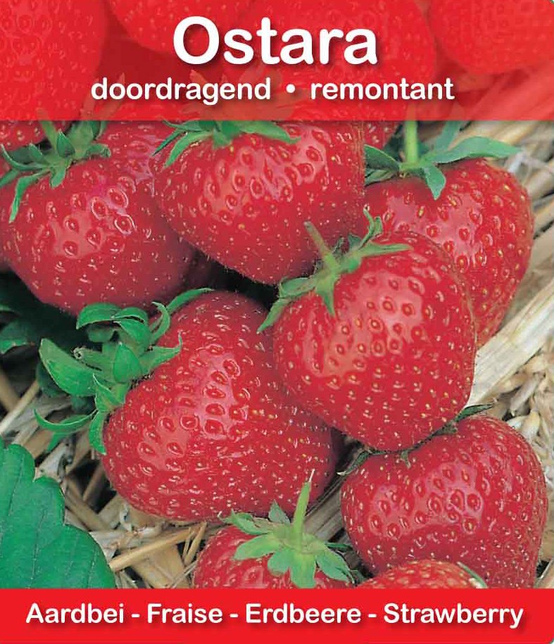 aardbei 'ostara' - Tuincentrum Pelckmans
