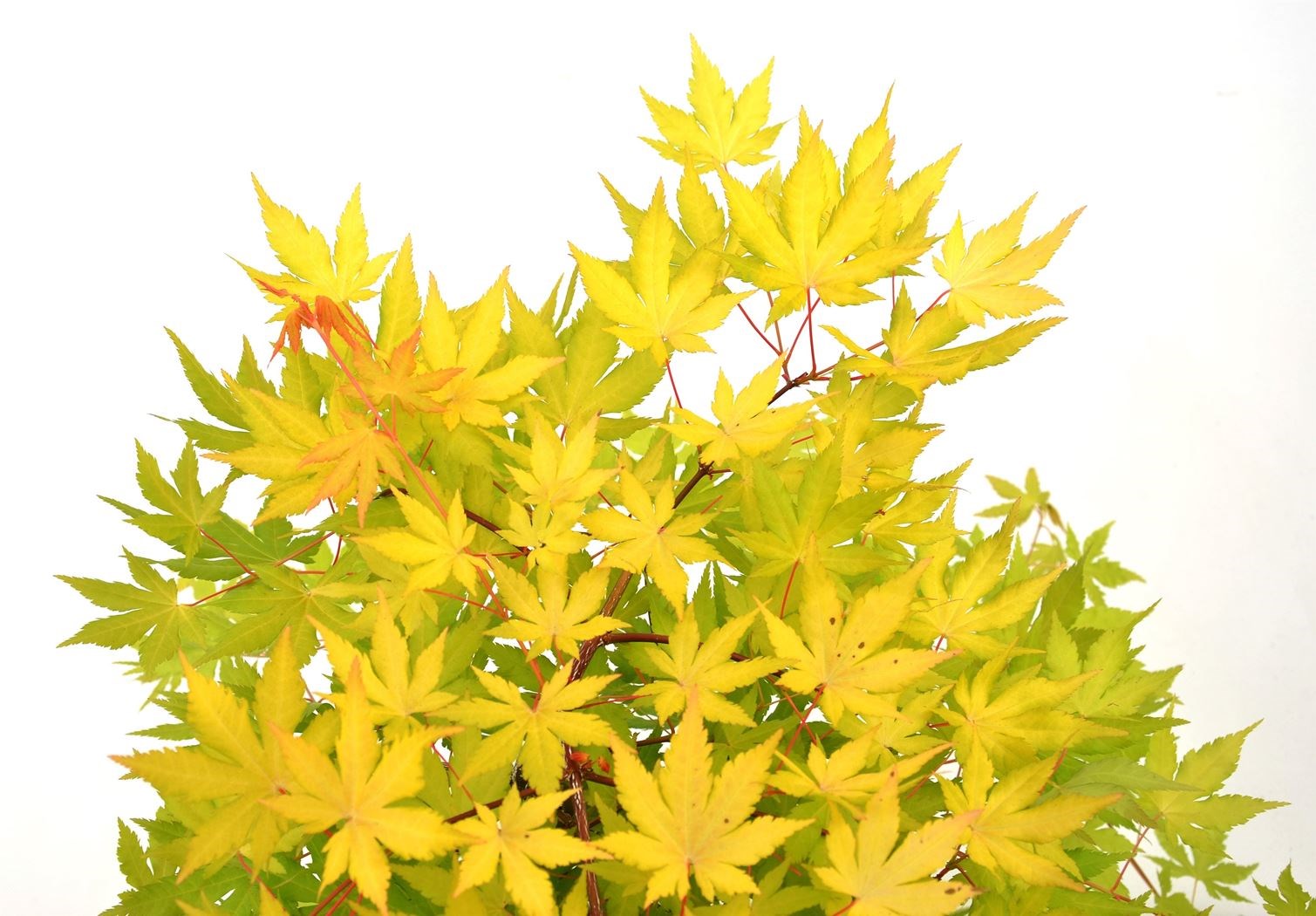 acer palmatum 'cascade gold'® - Tuincentrum Pelckmans