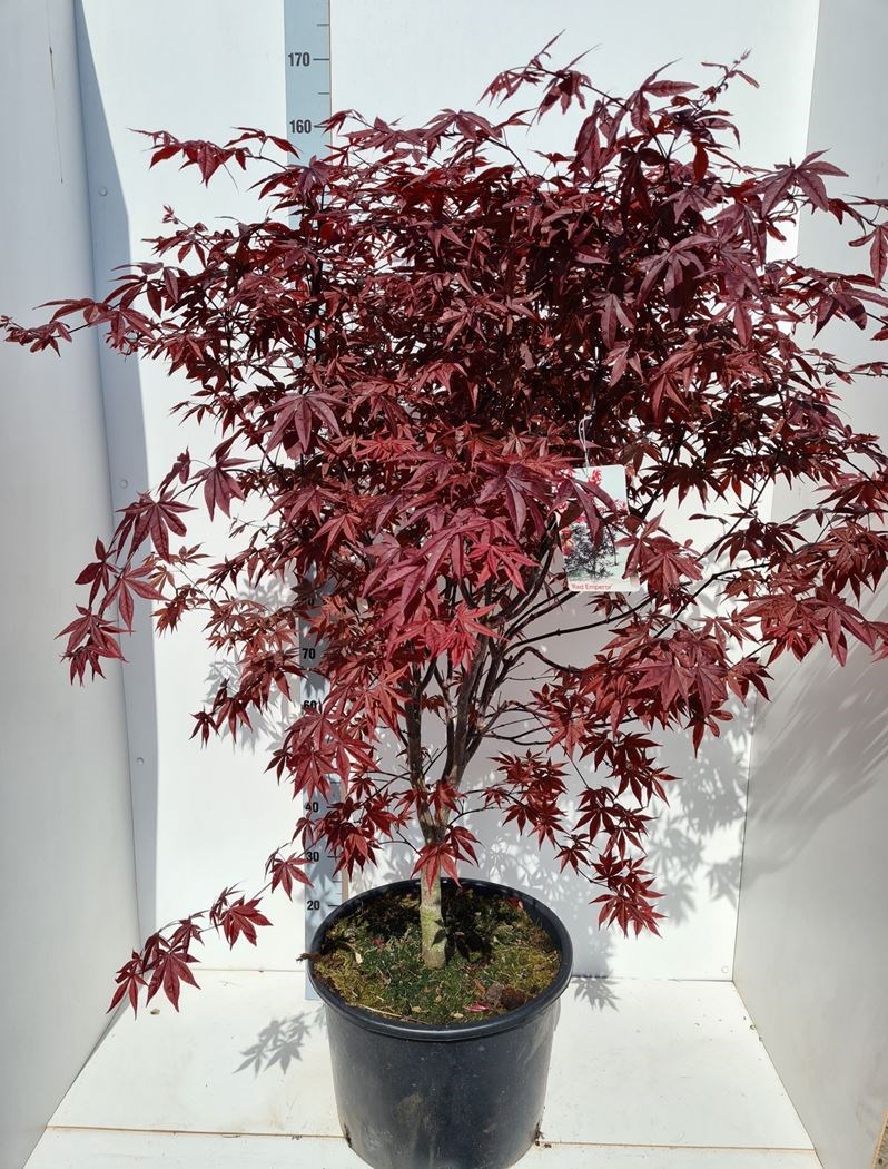 acer palmatum 'red emperor' - Tuincentrum Pelckmans