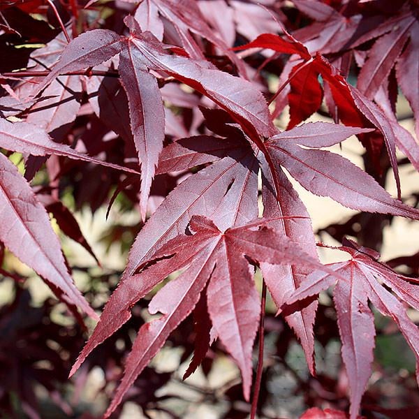 acer palmatum 'red emperor' - Tuincentrum Pelckmans