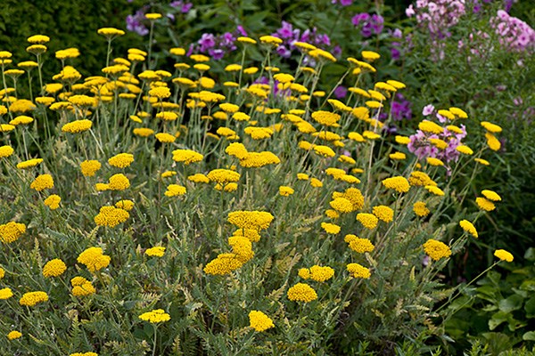 Achillea Filipendulina Coronation Gold
