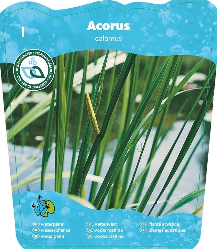 acorus calamus in mand - Tuincentrum Pelckmans