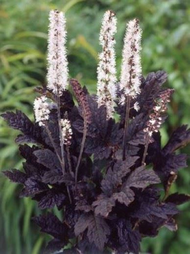 actaea simplex black negligee