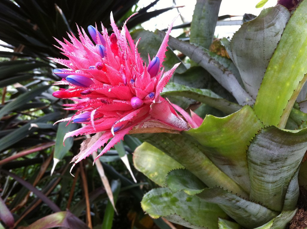 aechmea fasciata 'primera' - Tuincentrum Pelckmans
