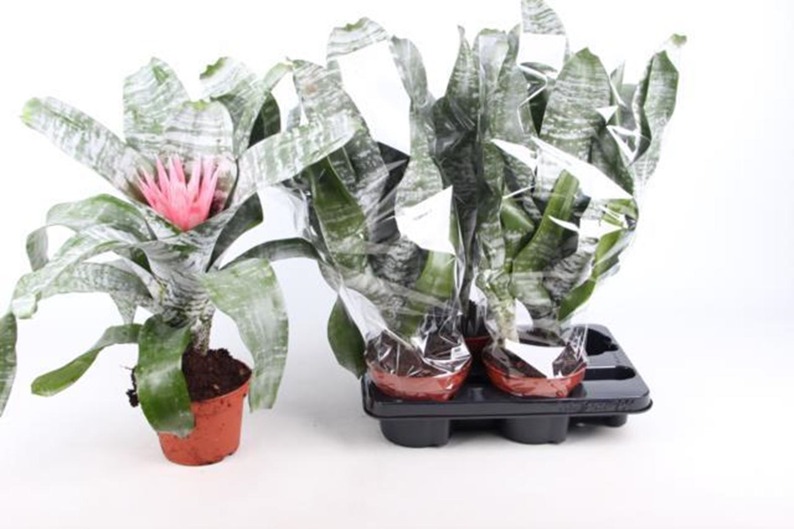 aechmea fasciata 'primera' - Tuincentrum Pelckmans