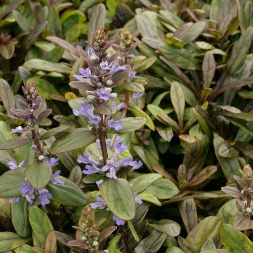 ajuga reptans 'chocolate chip' (A.tenori "valfredda") - Tuincentrum ...