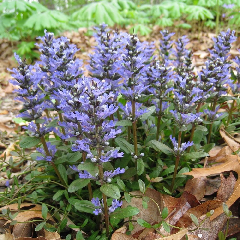 ajuga reptans 'chocolate chip' (A.tenori "valfredda") - Tuincentrum ...