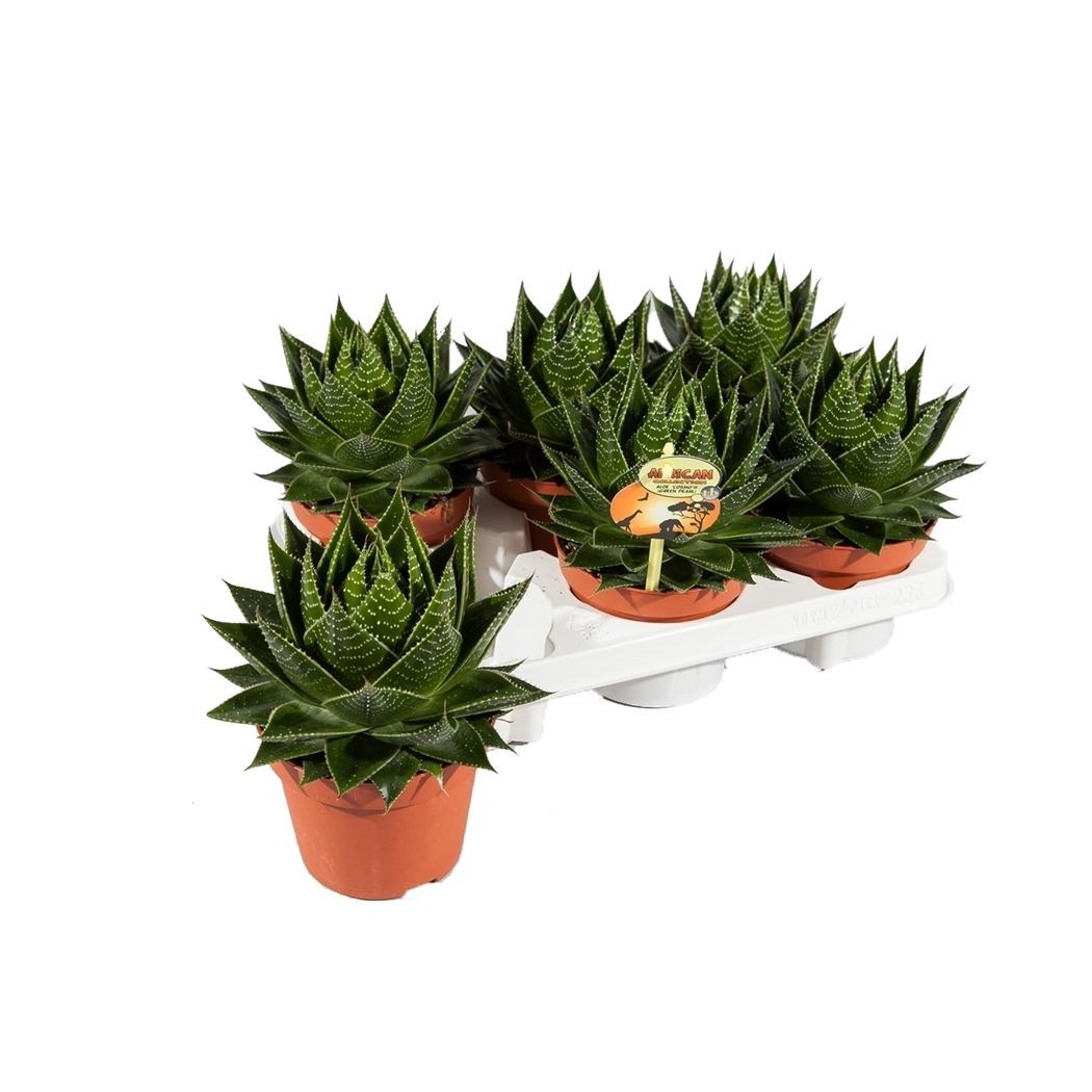 aloe 'cosmo' - Tuincentrum Pelckmans