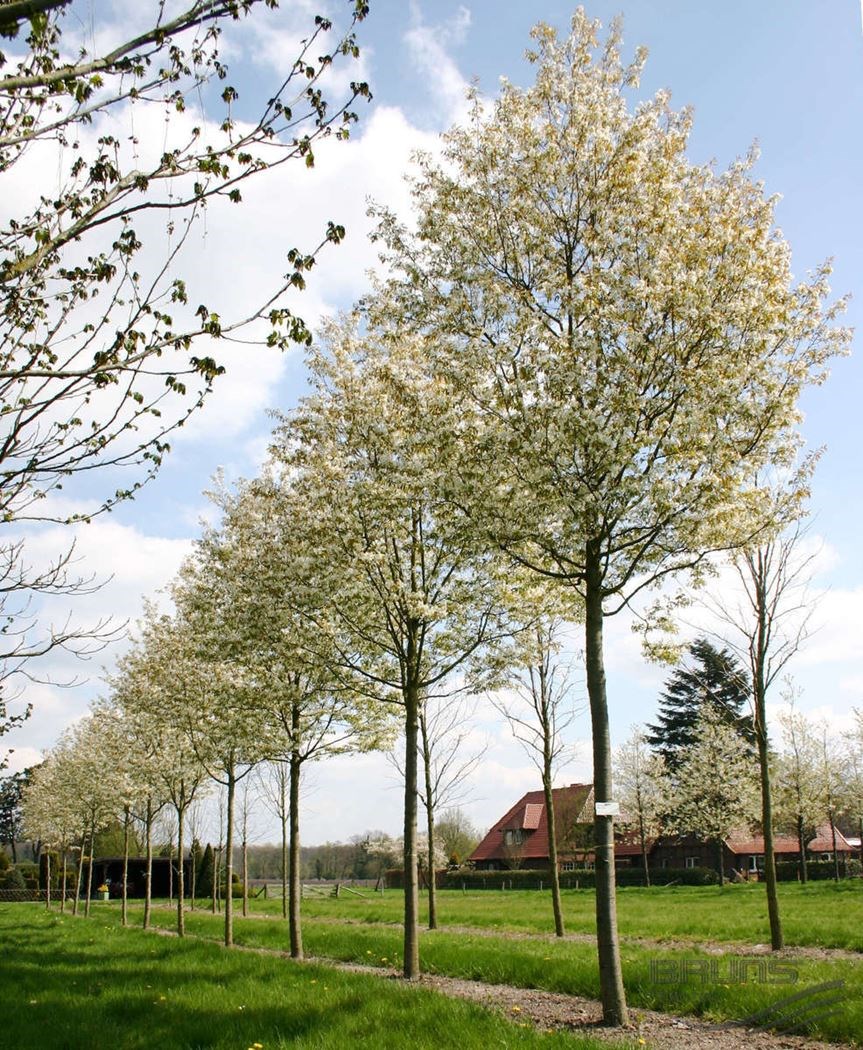amelanchier arborea 'robin hill' - Tuincentrum Pelckmans