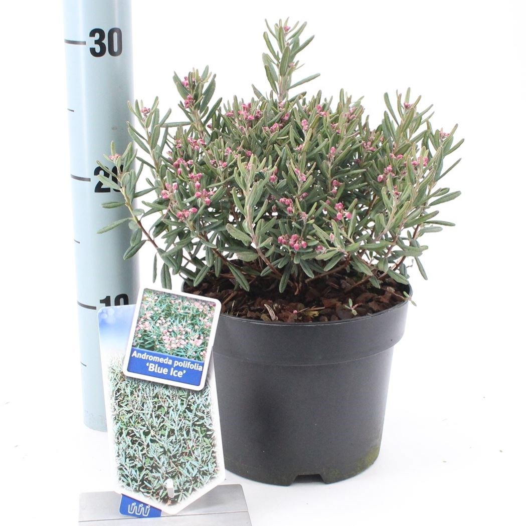 andromeda polifolia 'blue ice' - Tuincentrum Pelckmans