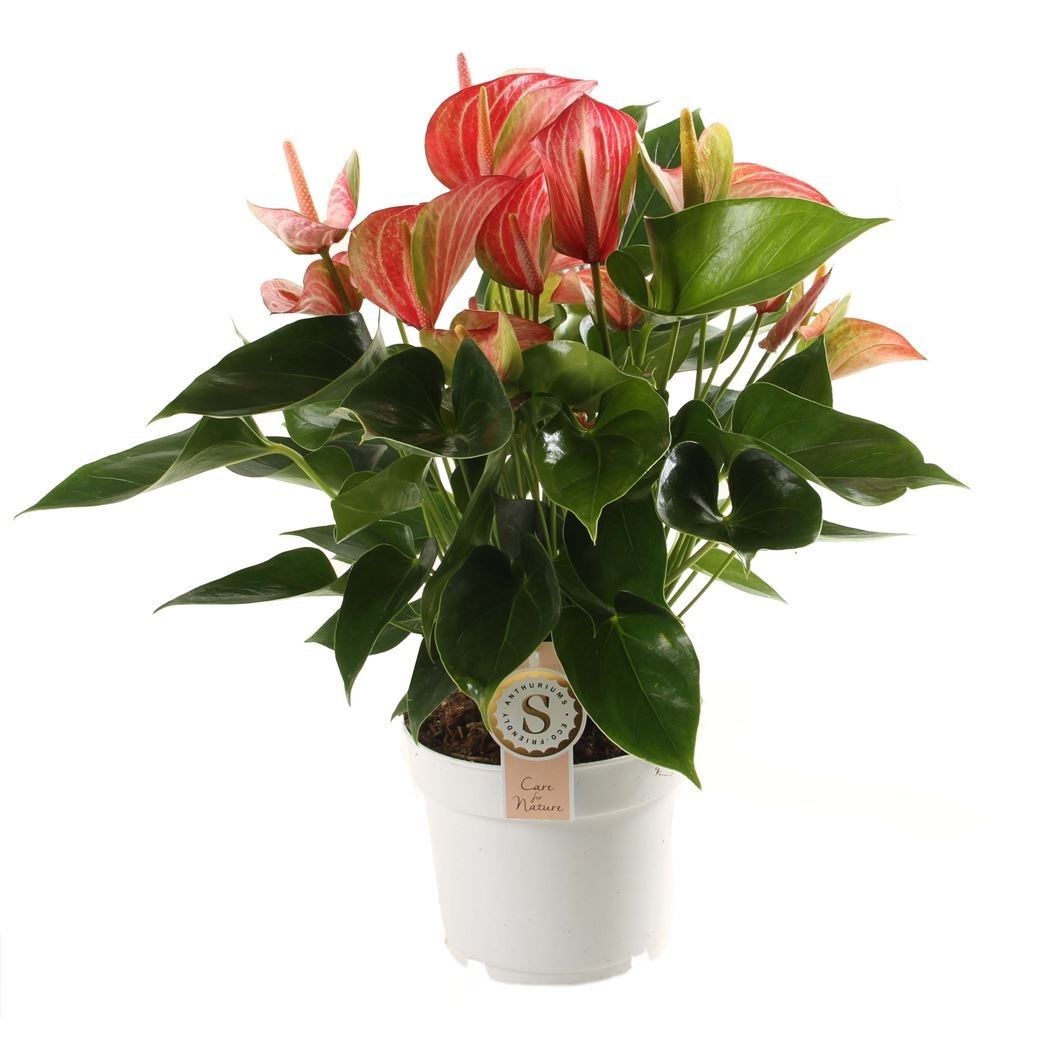 anthurium 'livium red' - Tuincentrum Pelckmans