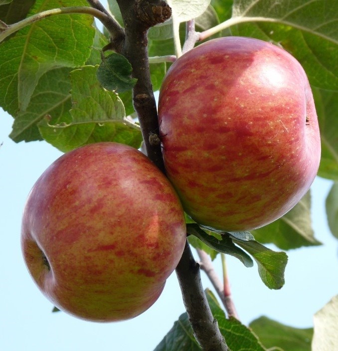 fruitboom appel 'rode boskoop' - Tuincentrum Pelckmans