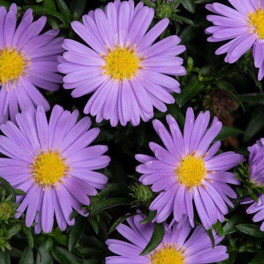 aster dark purple launch