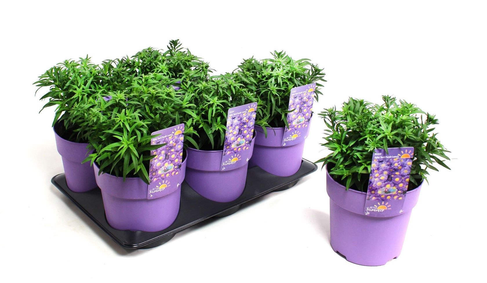 aster alpha dark purple