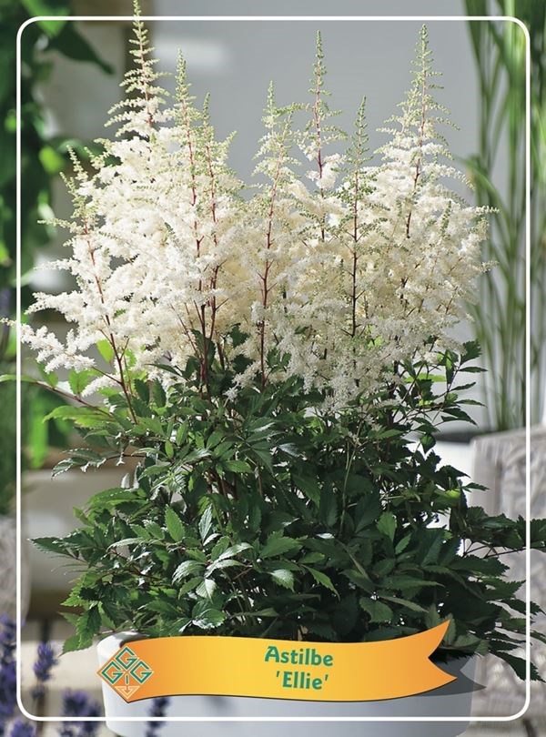 astilbe 'ellie' - Tuincentrum Pelckmans