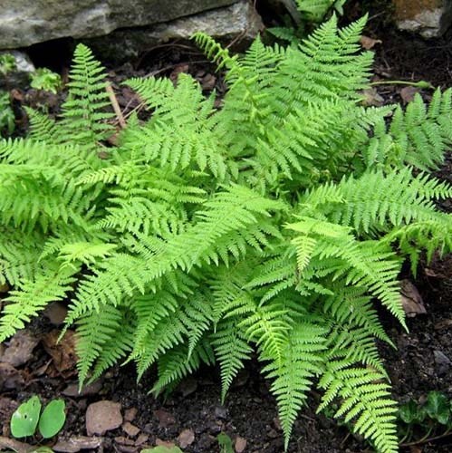 athyrium filix-femina - Tuincentrum Pelckmans