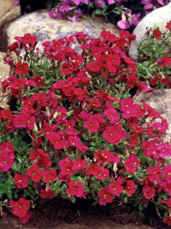 aubrieta 'cascade red' - Tuincentrum Pelckmans