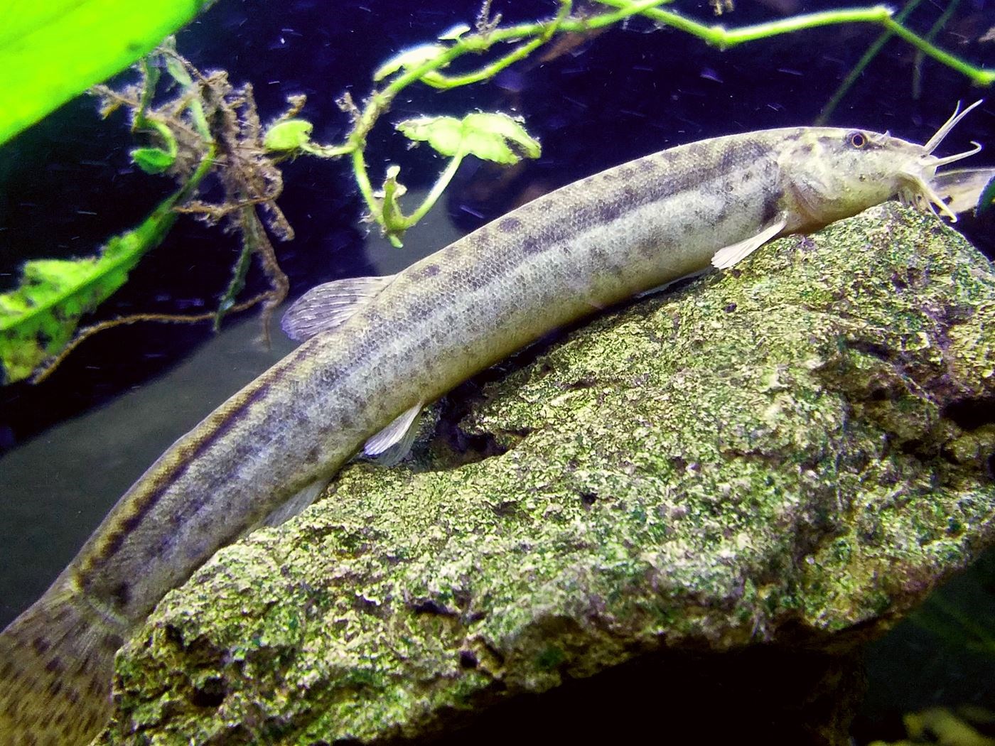 weather loach - Tuincentrum Pelckmans