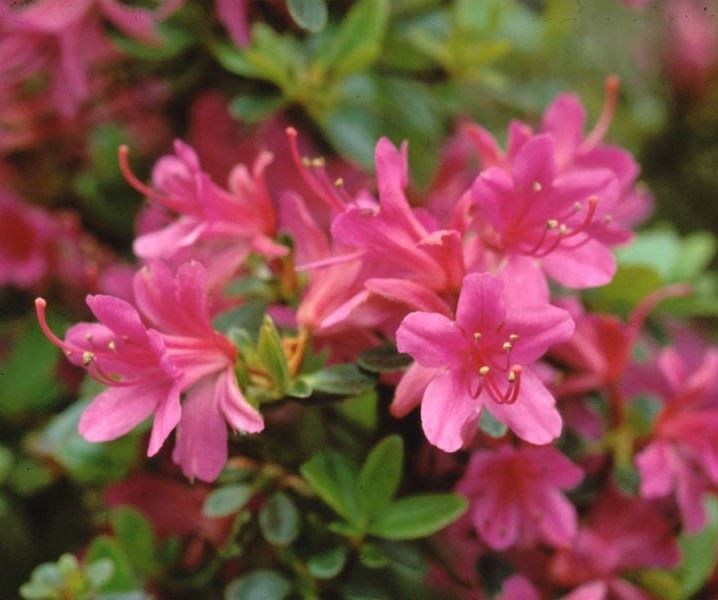 azalea (j) 'amoena' - Tuincentrum Pelckmans