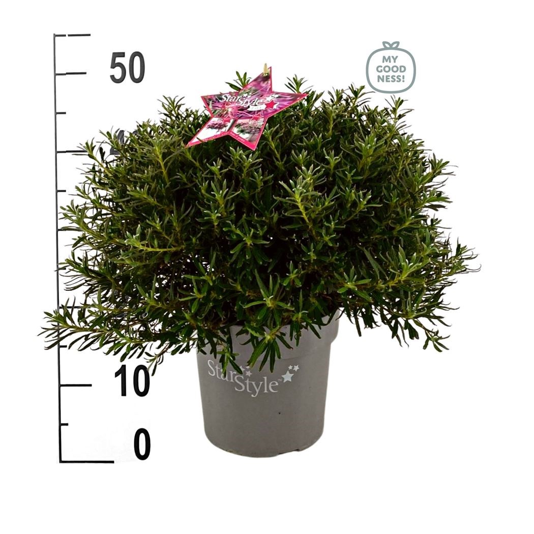 azalea japonica 'star style lila' - Tuincentrum Pelckmans