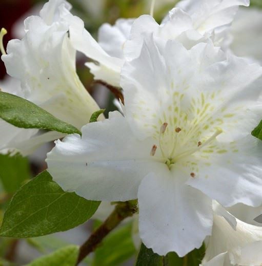 azalea (j) 'ledifolia alba' - Tuincentrum Pelckmans