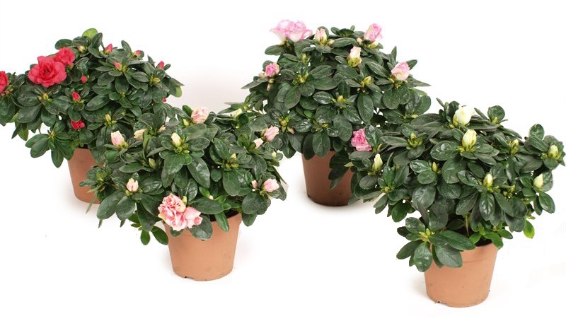 azalea voor binnen - Tuincentrum Pelckmans