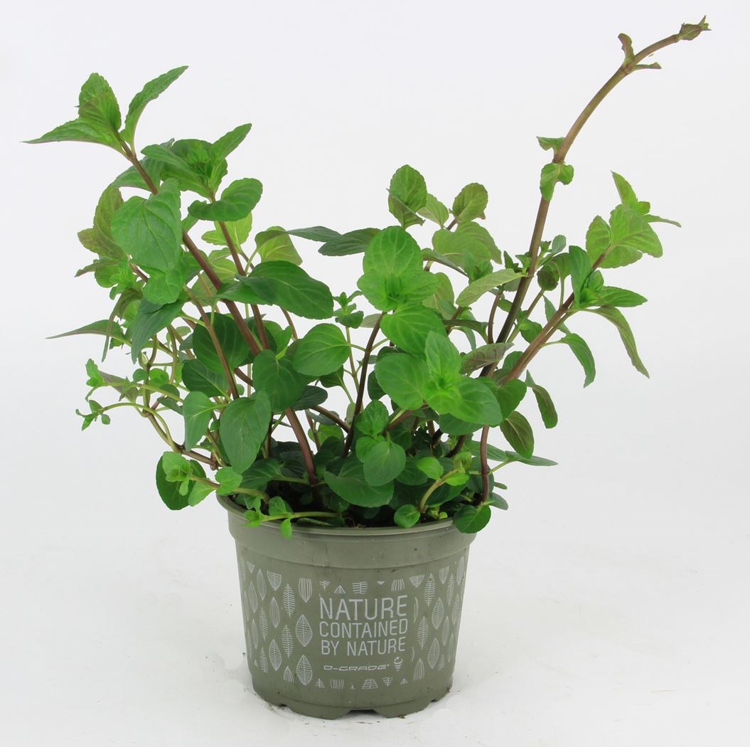 bio chocolade munt - Tuincentrum Pelckmans