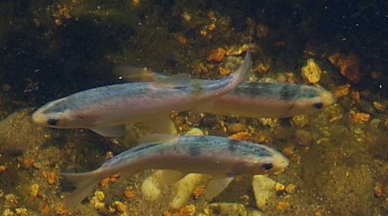 blauwe winde - Tuincentrum Pelckmans